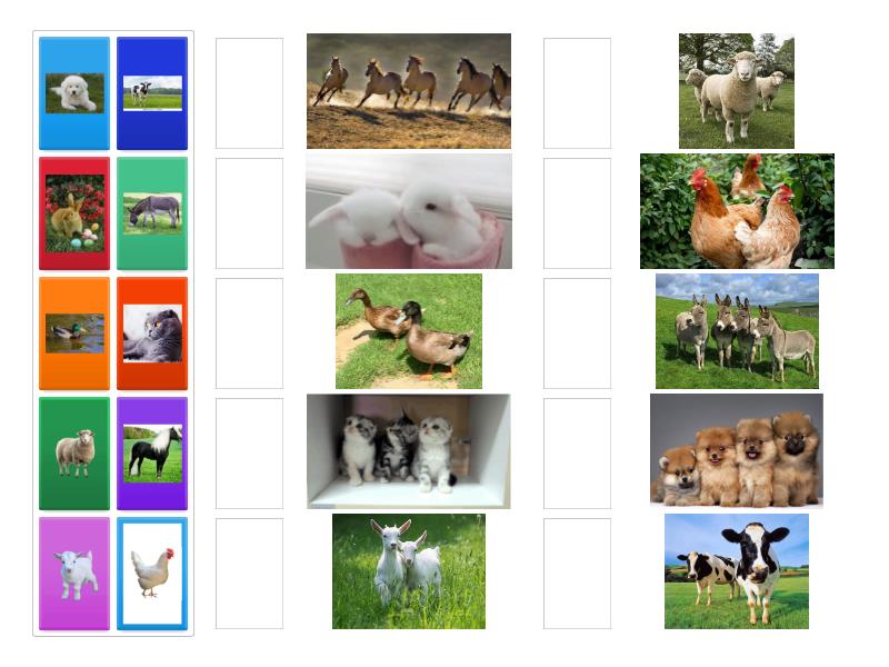 Farm animals - Match up