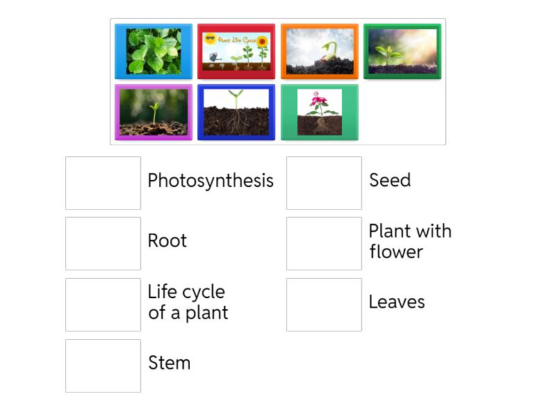 Plant Match - Match up