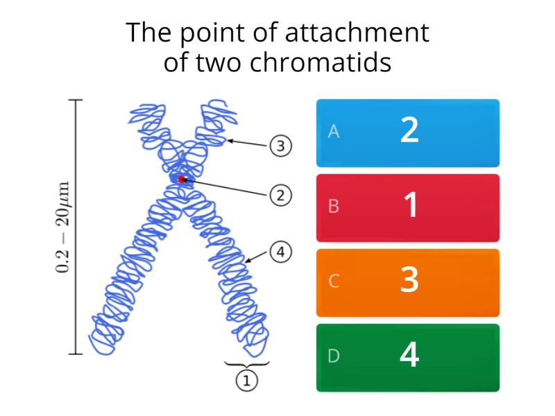 STRUCTURE OF CHROMOSOME - Quiz