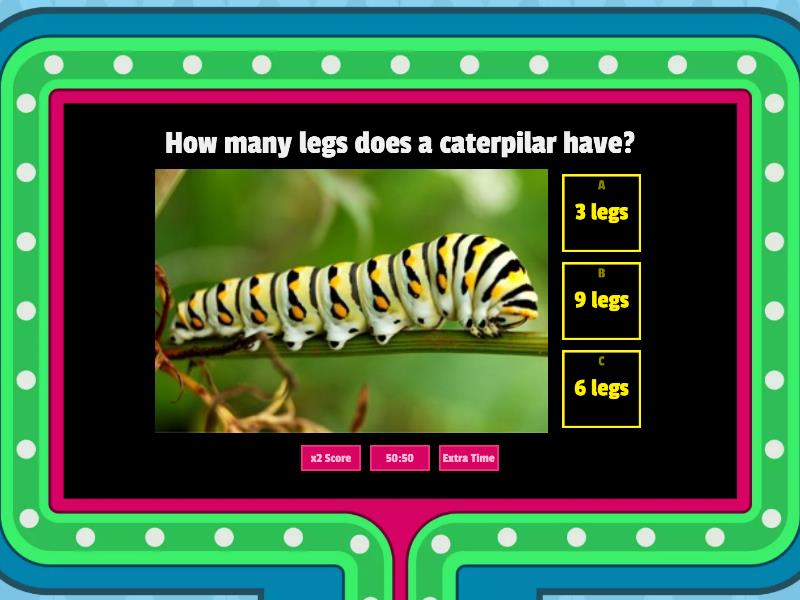 The caterpillar - Gameshow quiz