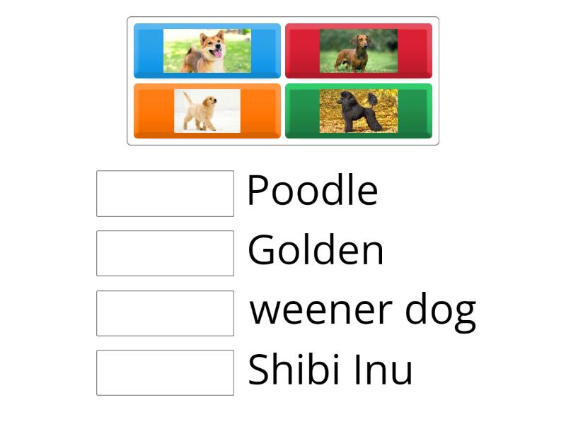 what breed of dog? - Match up