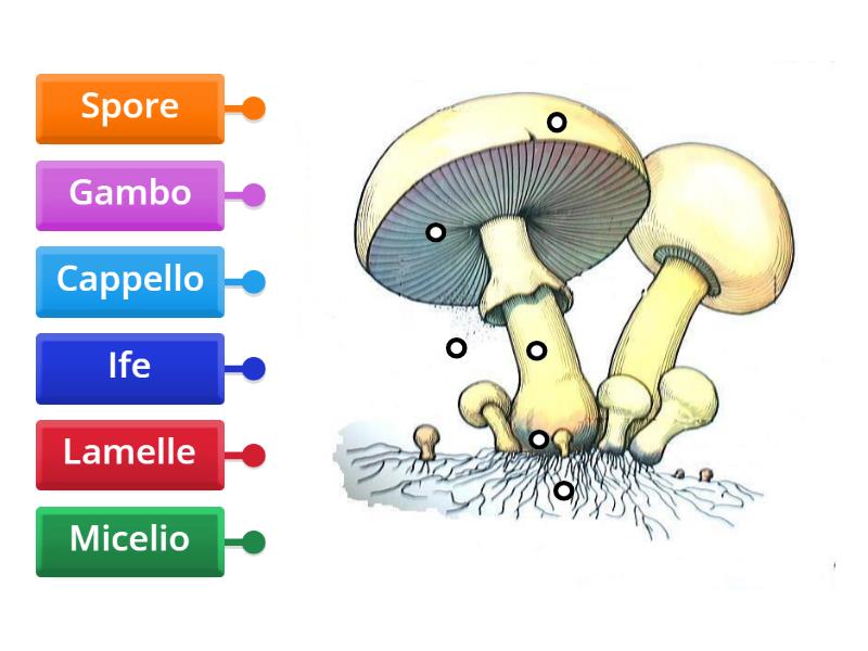 Le parti del fungo - Labelled diagram