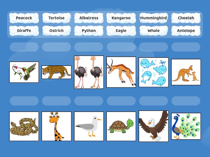 Advanced animals vocabulary - Match up
