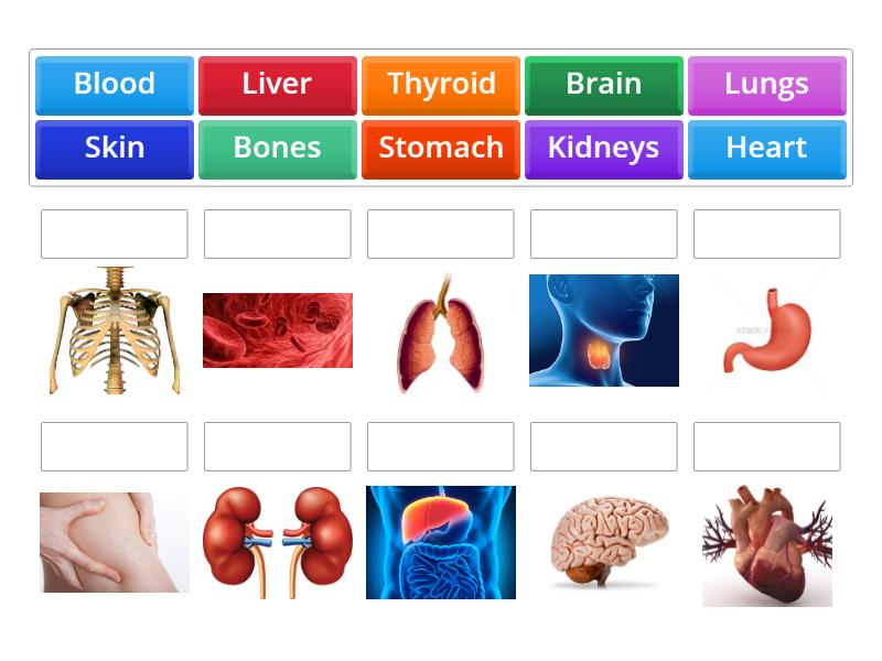 ESL Organs & Body Parts - Match up