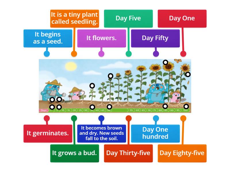 Life Cycle of A Sunflower - Labelled diagram