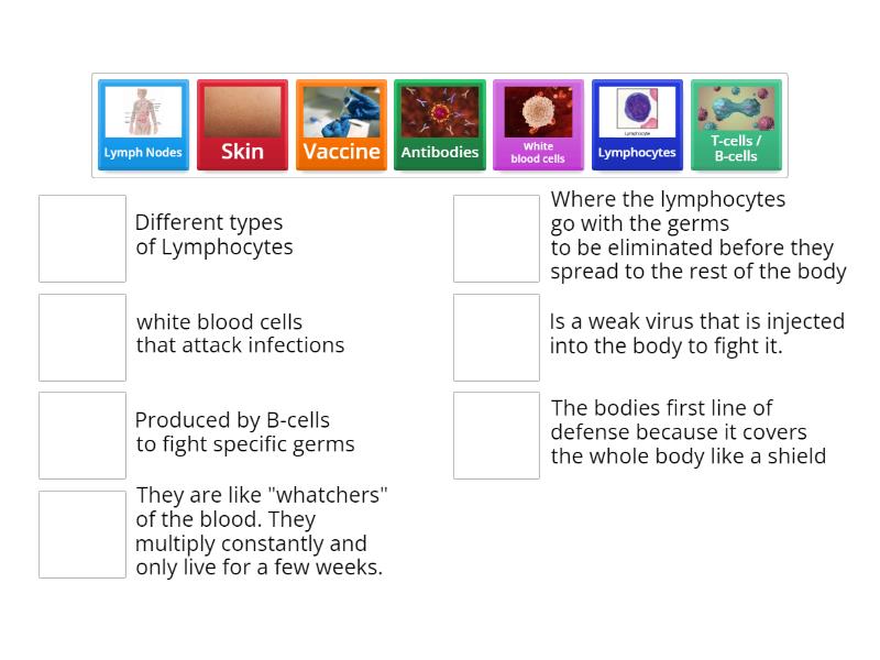 The immune system - Match up
