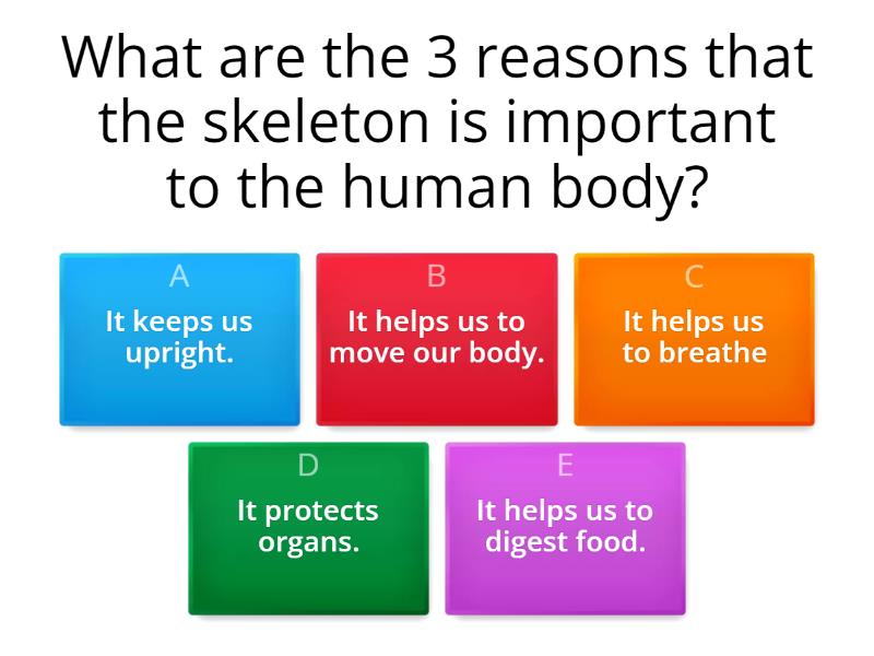 The human skeleton ! - Quiz