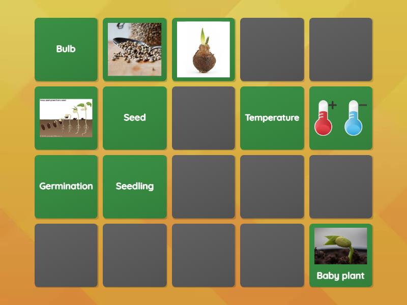 OIC Grade 2 Germination Vocabulary Review - Matching pairs