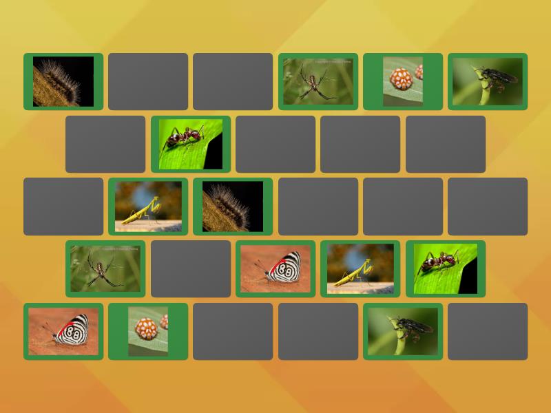 Bugs Memory Game - Matching pairs