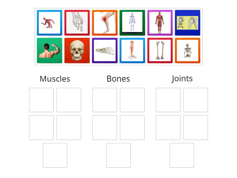 Bones, muscles and joints - Group sort