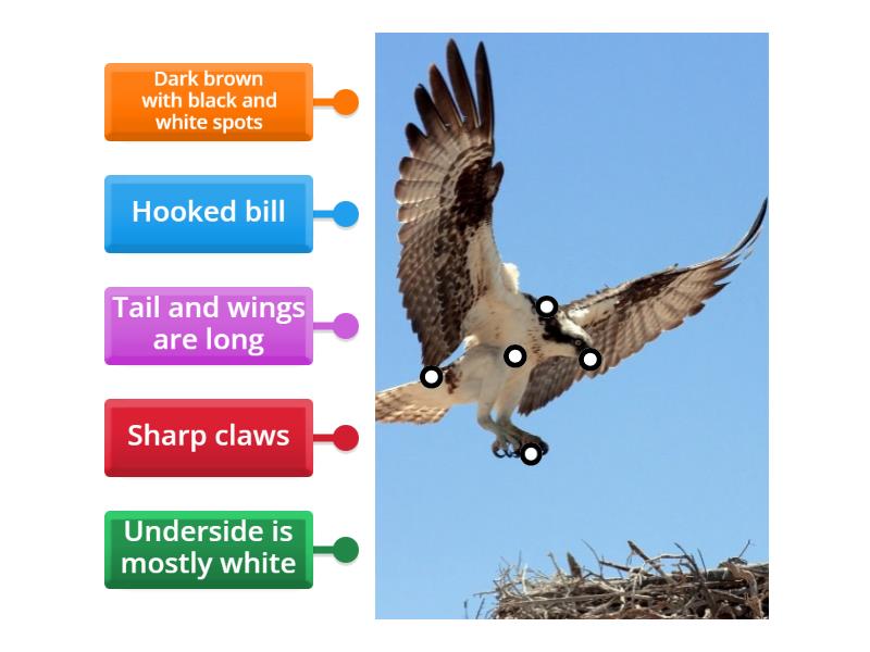 Osprey - Labelled diagram