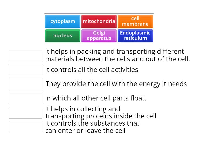 Parts of a Cell - Match up