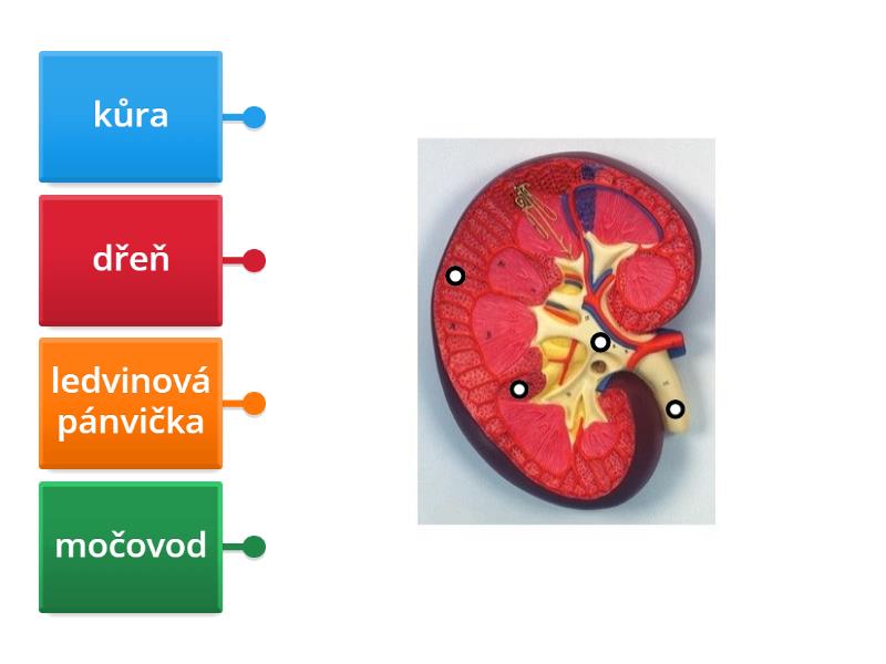 ledvina - Labelled diagram
