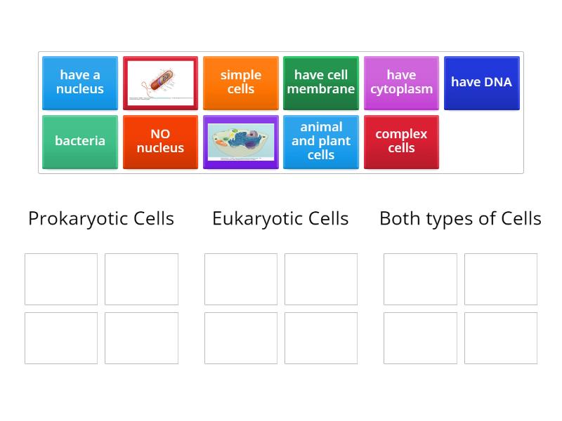 Prokaryotic vs Eukaryotic Cells - Group sort