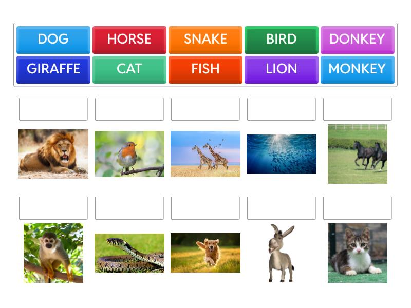 animals - Match up