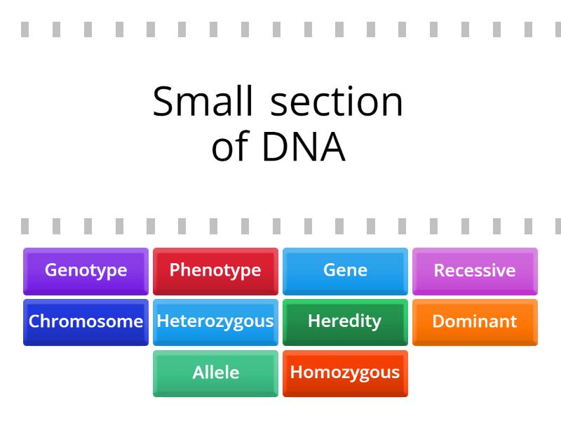 DNA & Genetics Game - Find the match