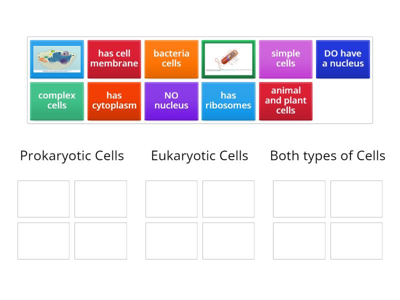 Eukaryotic vs. Prokaryotic Cells - Group sort
