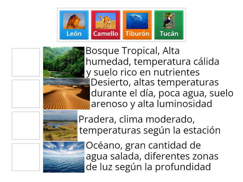 Clasificación - Match up