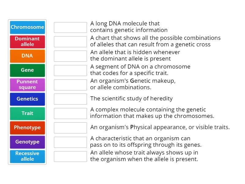 Genetics - Match up