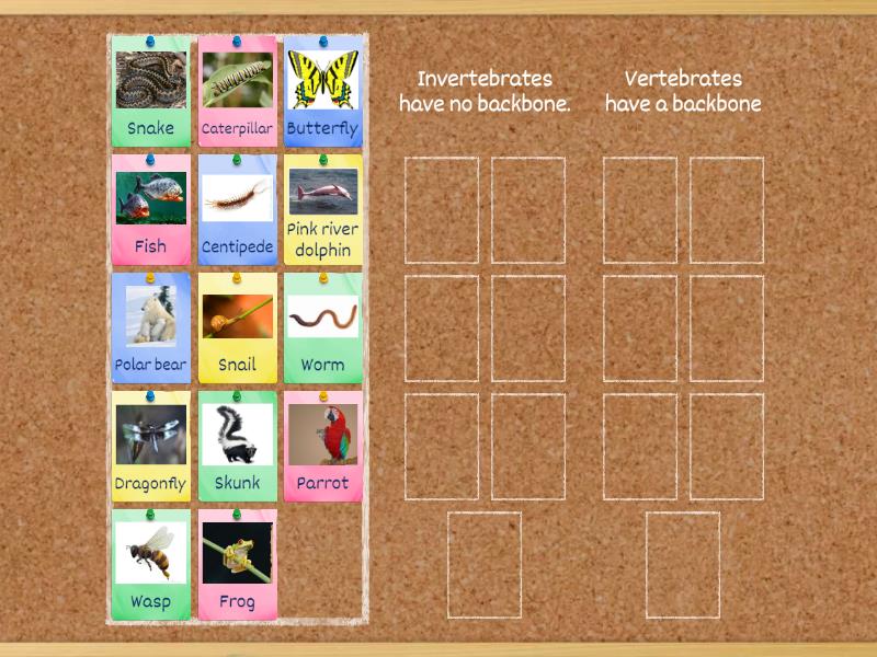 Invertebrates and vertebrates - Group sort