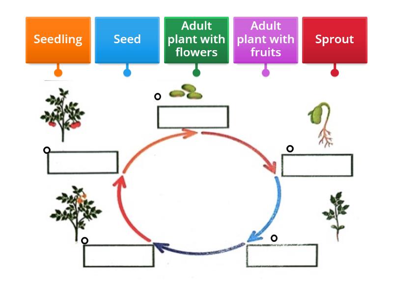 Plant Life Cycle - Labelled diagram