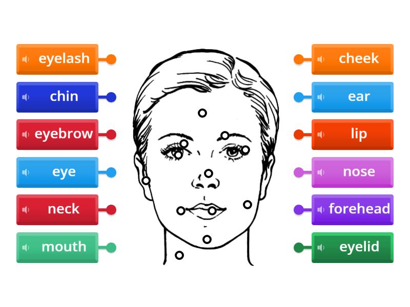Facial features - Labelled diagram