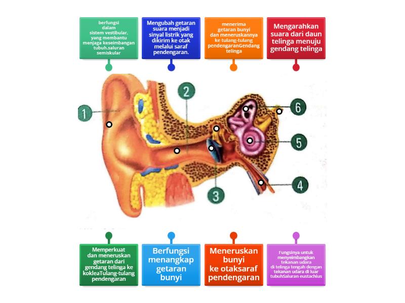Fungsi bagian-bagian telinga - Labelled diagram