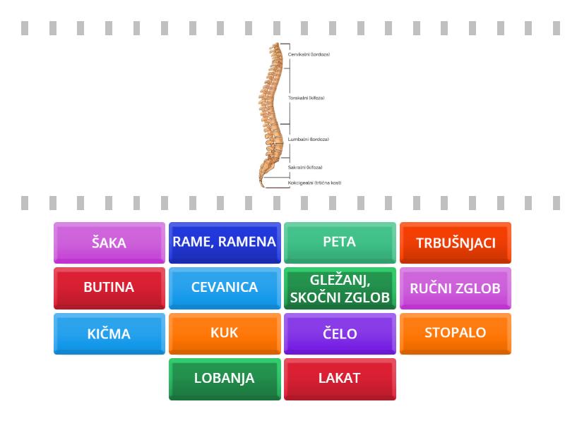Delovi tela - Find the match