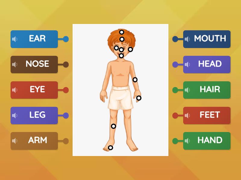 BODY PARTS - Labelled diagram