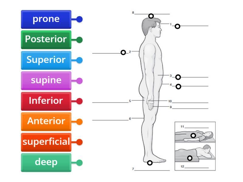 Week 5 - Directional Anatomical Terms - Labelled diagram