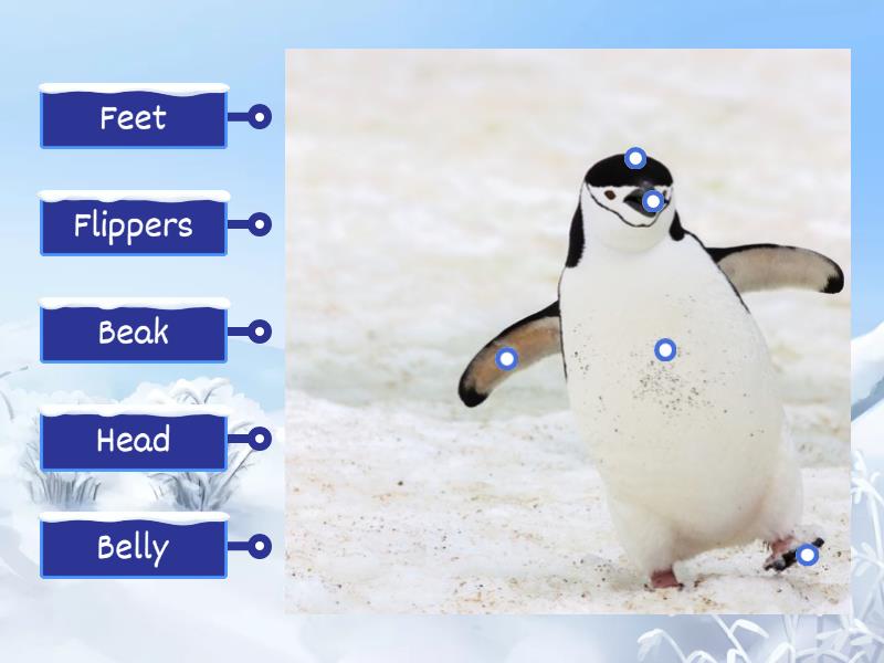 Penguin Diagram - Labelled diagram