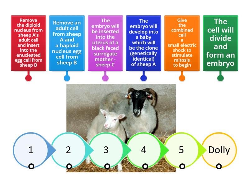 Dolly the sheep = adult cell cloning - Labelled diagram