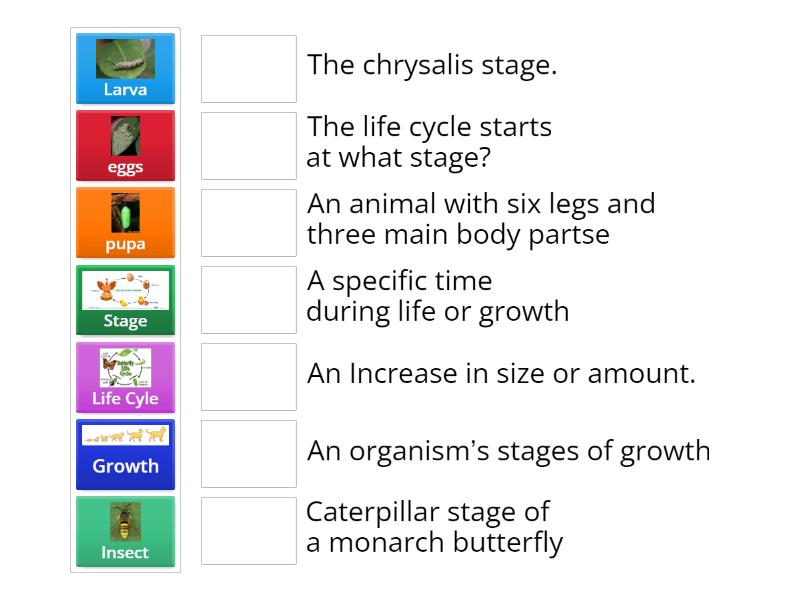 Life Cycles Vocabulary - Match up