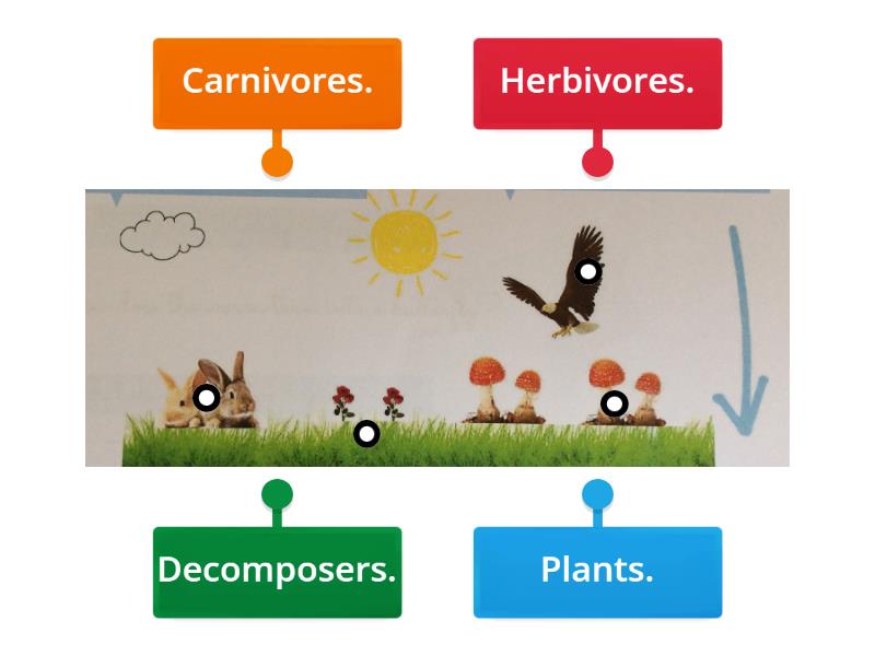 The food chain. - Labelled diagram
