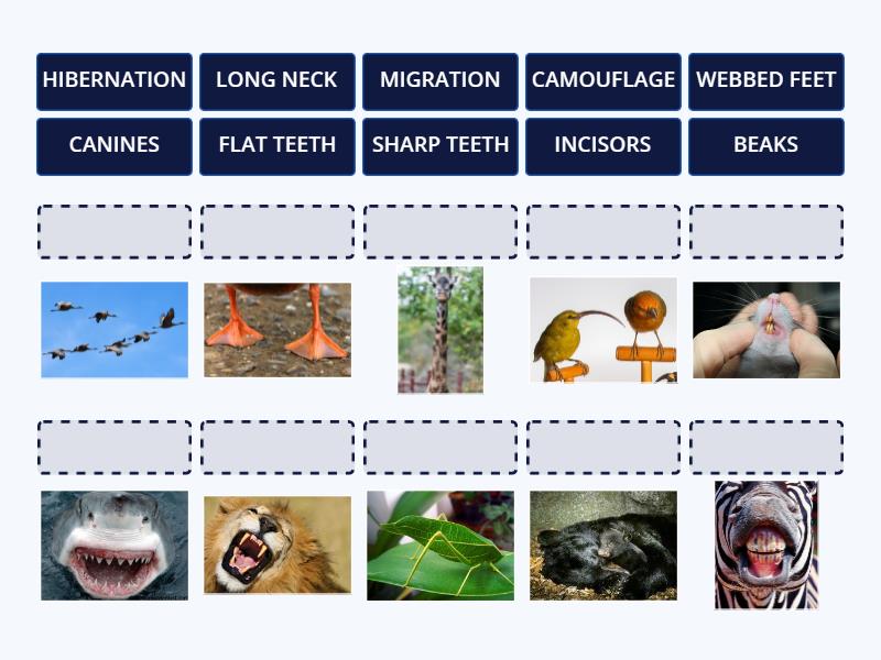 Animals Adaptations Matching - Сопоставить