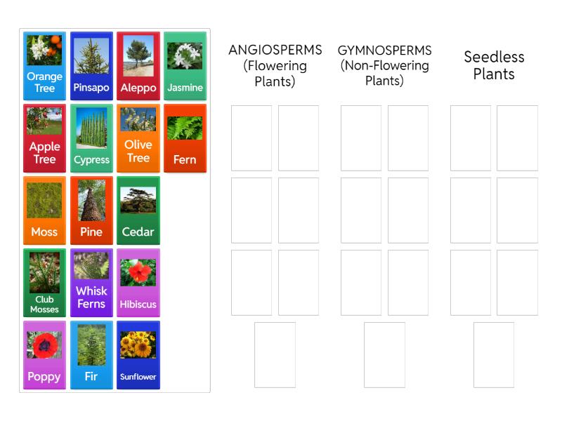 Flowering, Non-Flowering, & Seedless Plants - Group sort