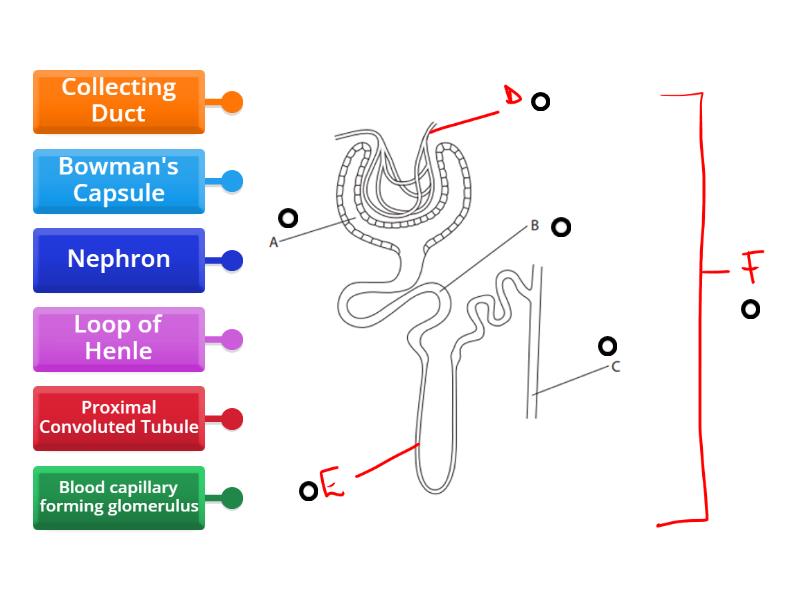 The Nephron (Edexcel iGCSE) - Labelled diagram