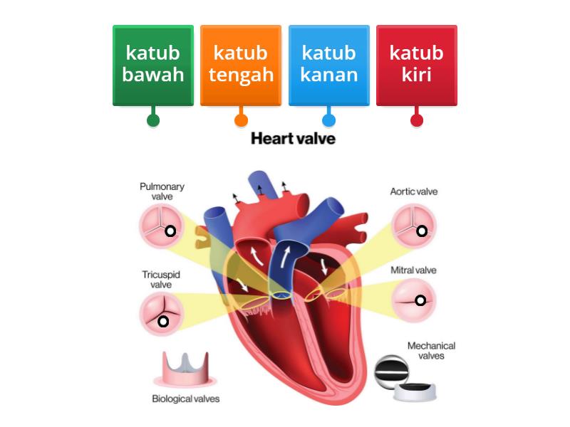 Jantung - Labelled diagram