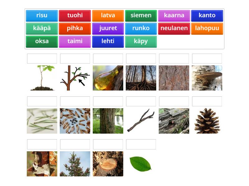 puun osat - Yhdistä parit