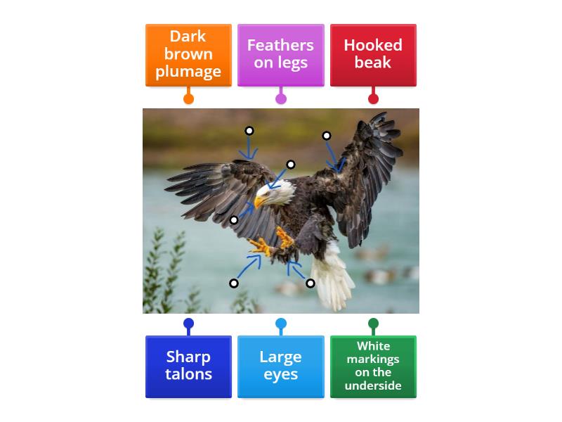 Eagle - Labelled diagram