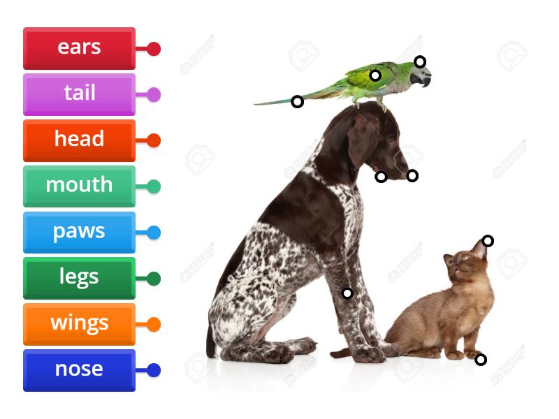 pets - parts of the body - Labelled diagram