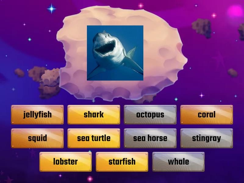 Sea creature - Find the match