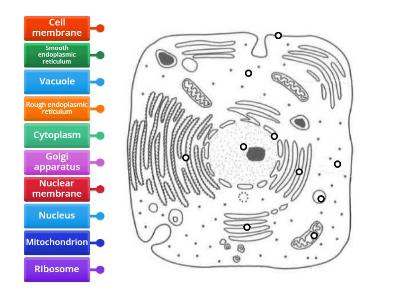 Diagram of an animal cell (level 1) [Pure Biology] - Labelled diagram