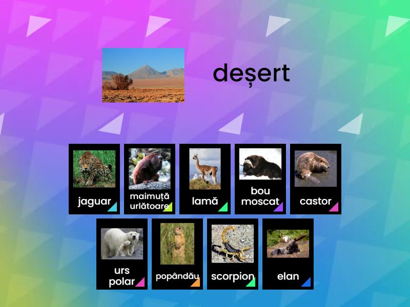 America- Contraste biogeografice - Find the match