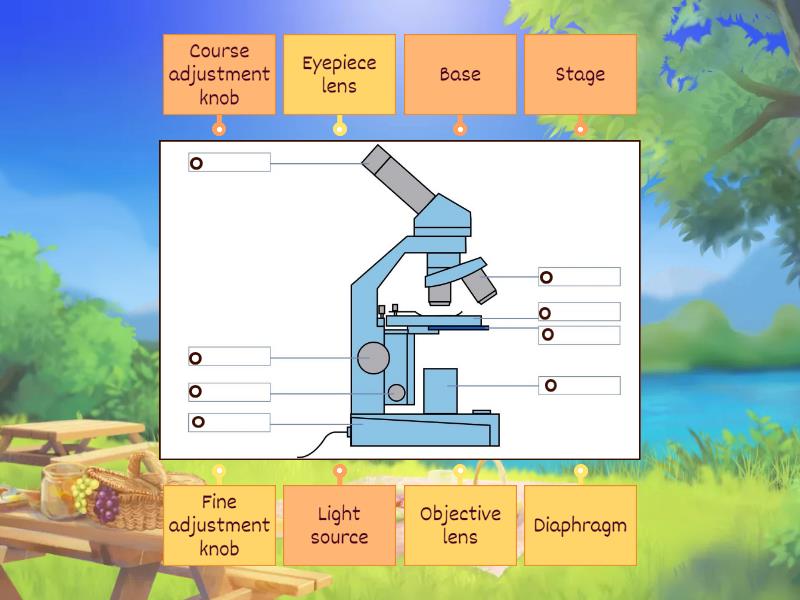 Label the Parts of a Microscope - Labelled diagram