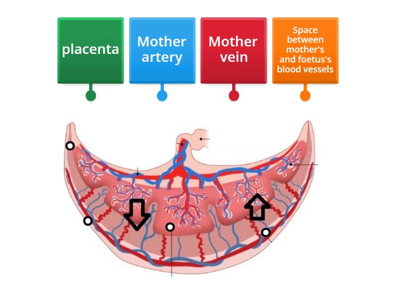 Placenta Diagram Part 1 - Labelled diagram