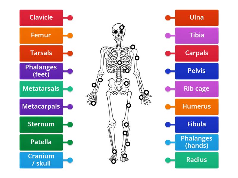 Parts of a Skeleton - Labelled diagram