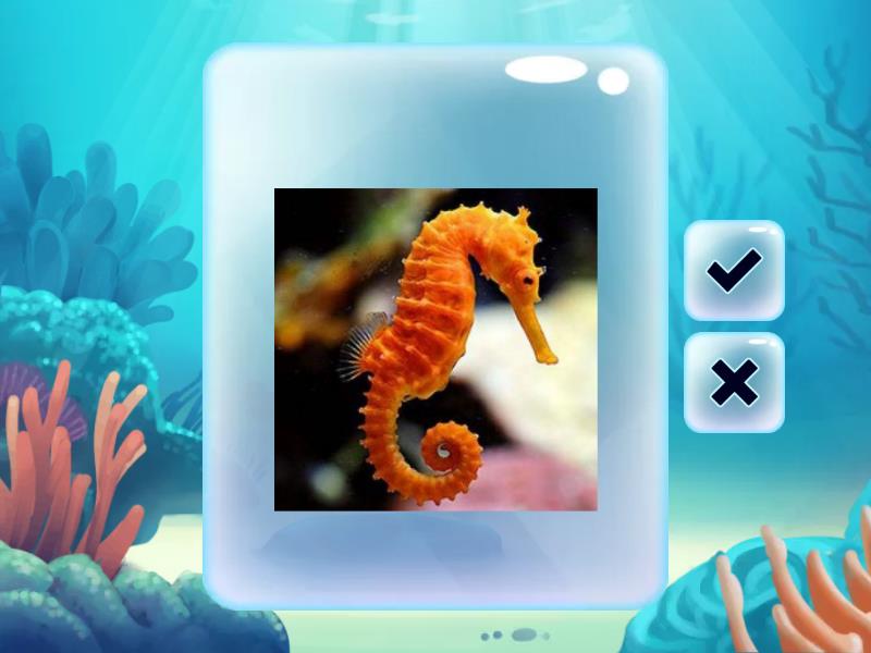 Unit6 Under the sea - Flash cards