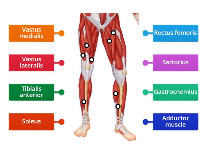 Lower Body Muscles - Labelled diagram
