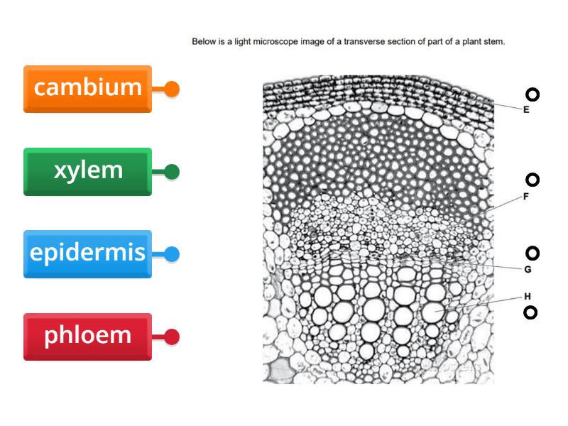 Labelling a transverse section of the stem - Labelled diagram